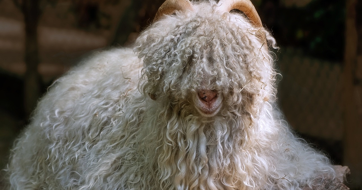 Търсенето на кашмир застрашава монголската степ. Може ли индустрията да ...