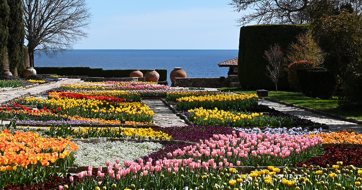 50 000 лалета цъфтят в Ботаническата градина в Балчик